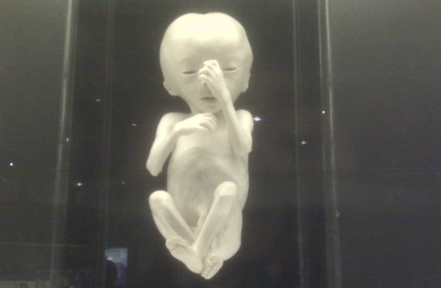 New Christian Toy Trend: Fetus Dolls – The Halfway Post