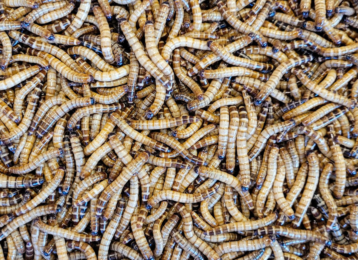 Donald Trump’s Brain Worm Summer – The Halfway Post